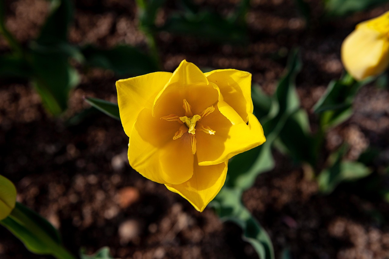 Tulip Yellow Flower - Free photo on Pixabay - Pixabay