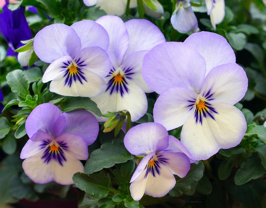 Flowers Petals Viola - Free photo on Pixabay - Pixabay
