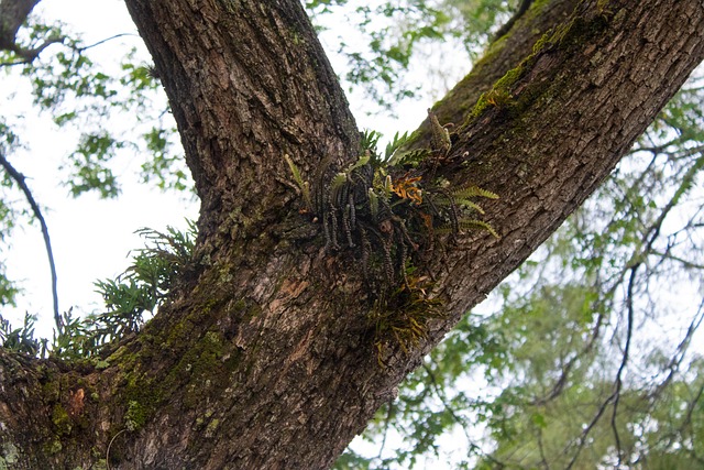 Tree Foliage Branch - Free photo on Pixabay - Pixabay