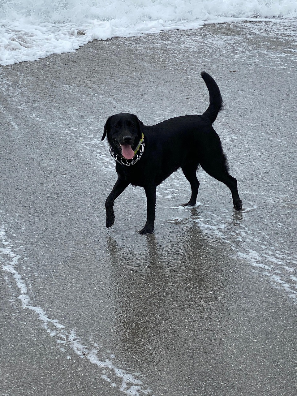 Black Labrador Retriever Lab - Free photo on Pixabay - Pixabay