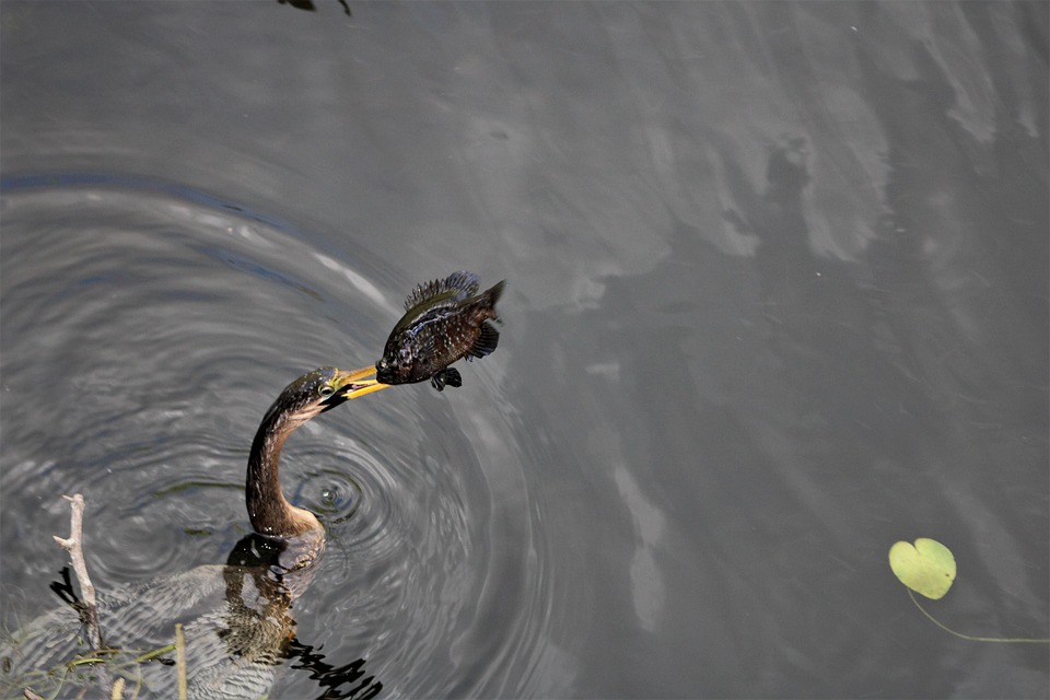 Oiseau Poisson Le Marais - Photo gratuite sur Pixabay - Pixabay