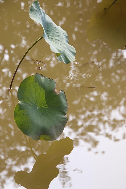Des Feuilles De Lotus Plantes - Photo gratuite sur Pixabay - Pixabay
