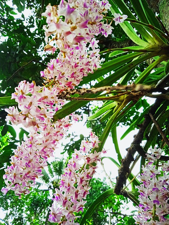 Orchidee Pflanze Natürlich - Kostenloses Foto auf Pixabay - Pixabay