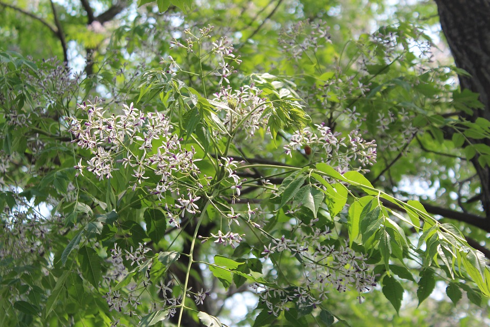 Kuling Neem Jin Lingzi Lila - Kostenloses Foto auf Pixabay - Pixabay