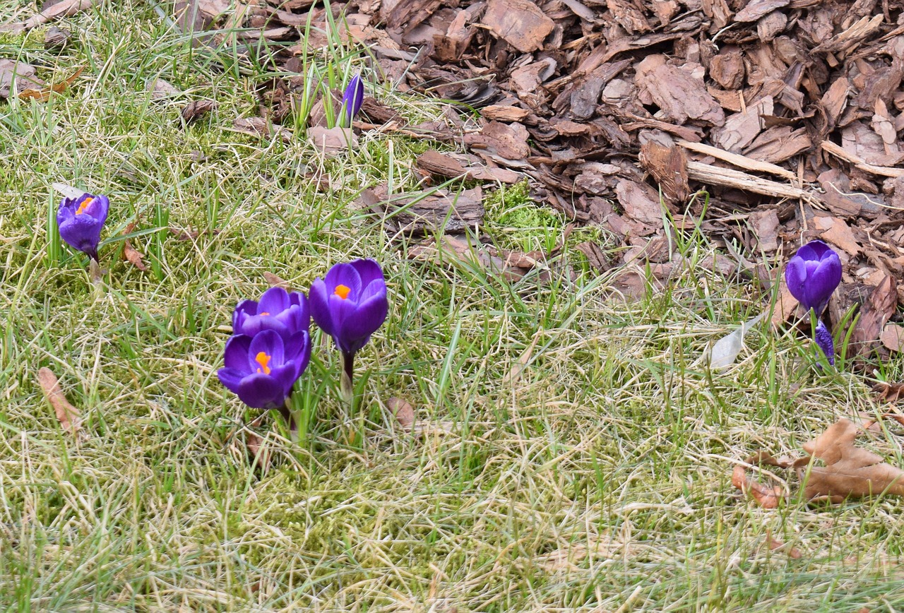 Crocus Fleurs Prairie - Photo gratuite sur Pixabay - Pixabay