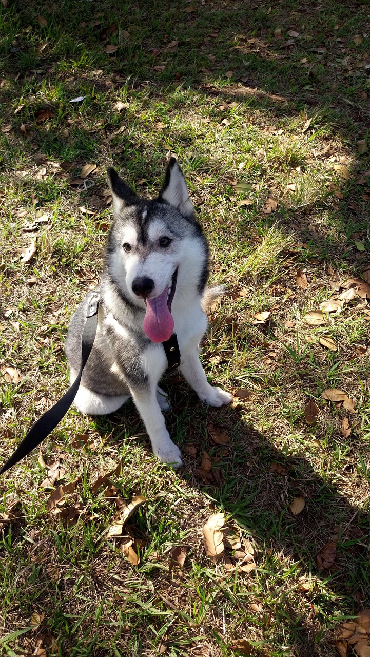 Dog Husky - Free photo on Pixabay - Pixabay