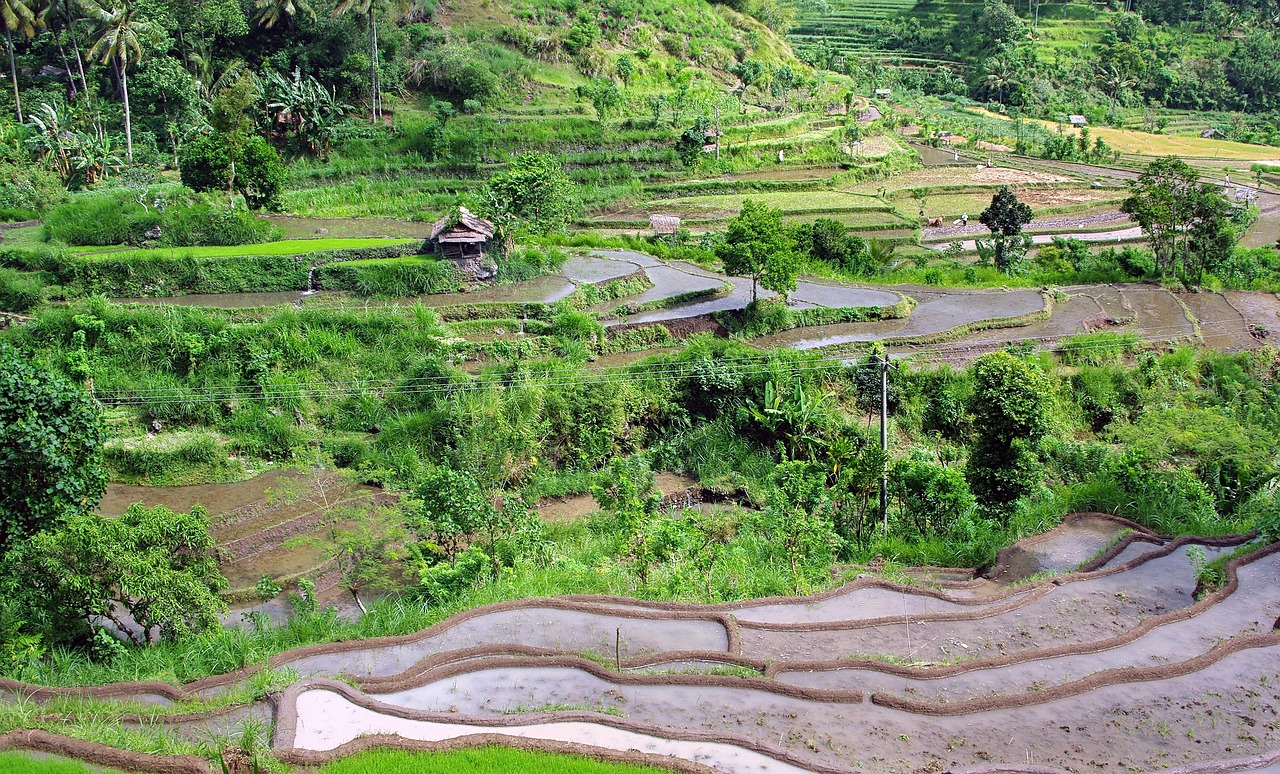 Arrozais Bali Verde Cultivo De - Foto gratuita no Pixabay - Pixabay