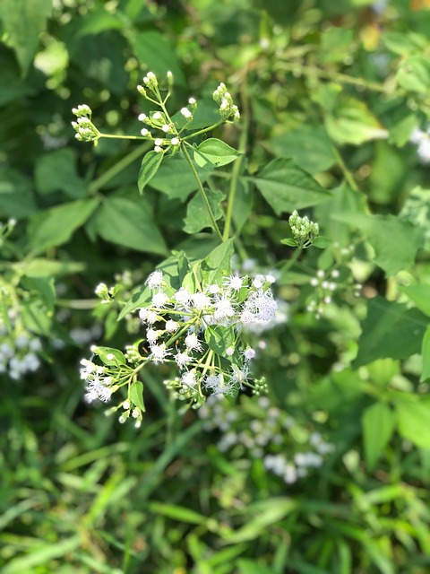 Wildblumen Blumen Blumenwiese - Kostenloses Foto auf Pixabay - Pixabay