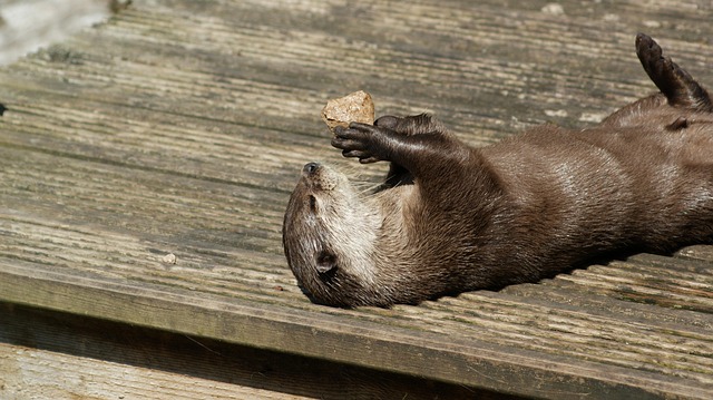 20,000+ Free Otter With Food & Otter Images - Pixabay