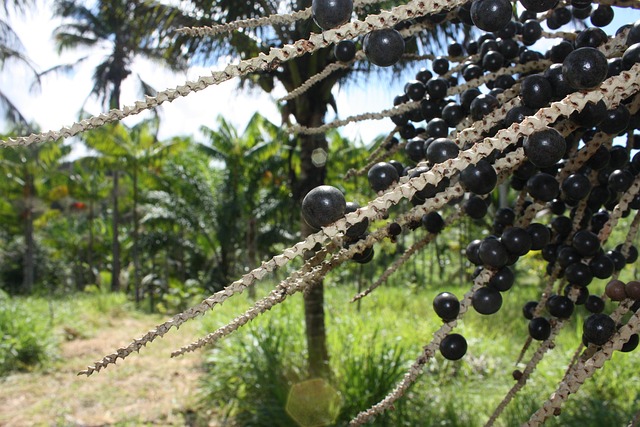 Açaí Fruits Bahia - Free photo on Pixabay - Pixabay