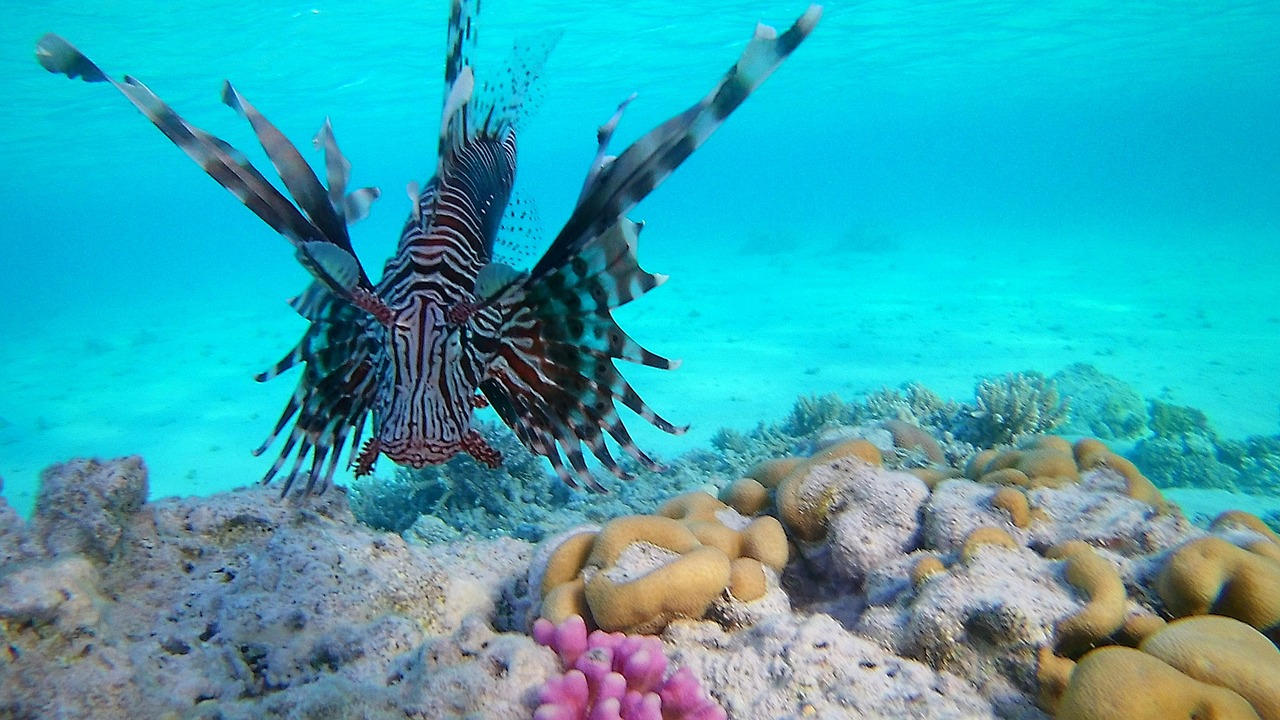 Fish Egypt Diving - Free photo on Pixabay - Pixabay
