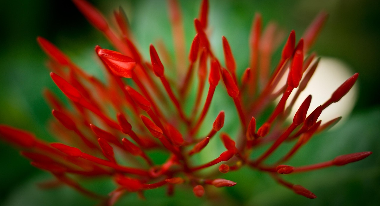 Blumen Rot - Kostenloses Foto auf Pixabay - Pixabay