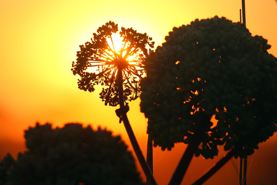 Engelwurz Heilpflanze Dolde - Kostenloses Foto auf Pixabay - Pixabay