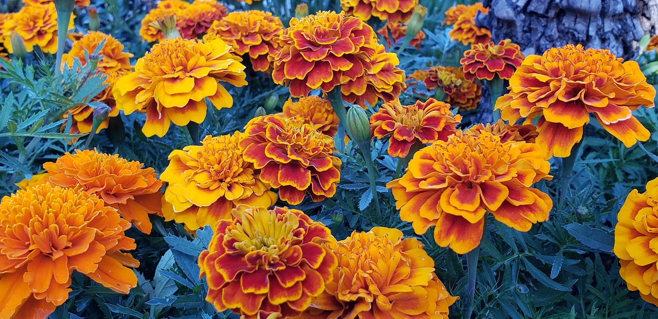 Flowers Marigold - Free photo on Pixabay - Pixabay