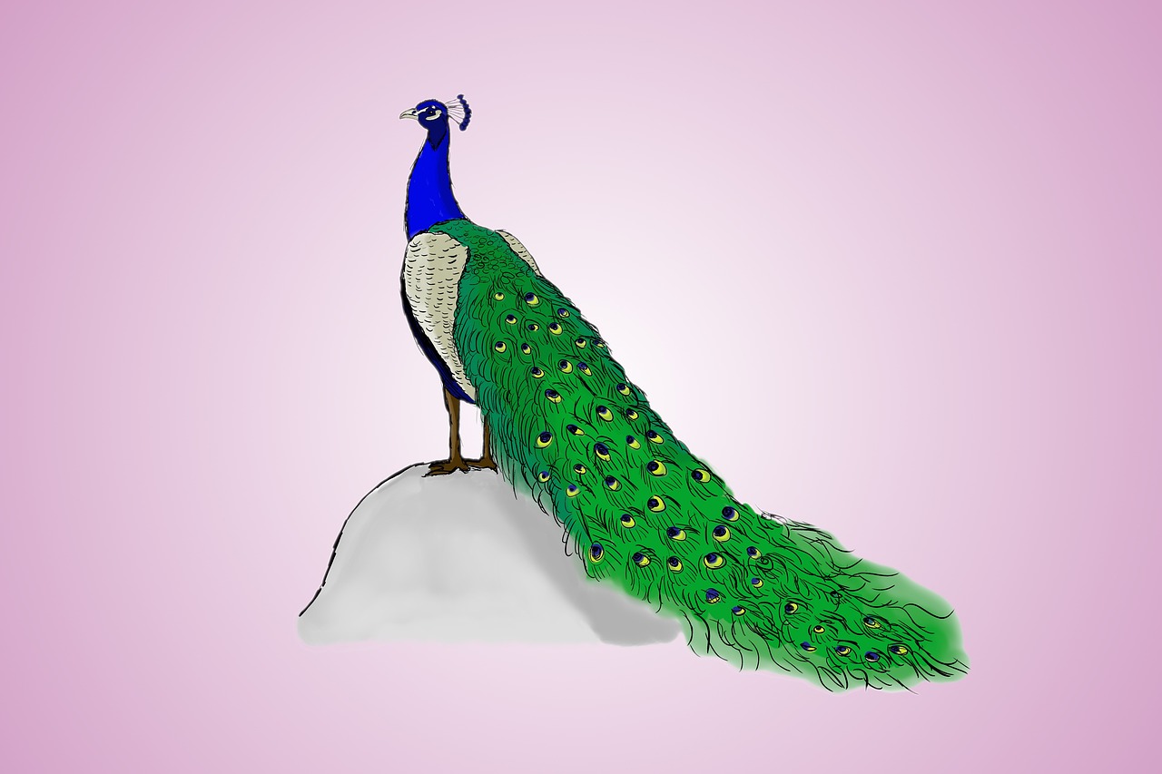 Pauw Vogel Gevederte - Gratis foto op Pixabay - Pixabay