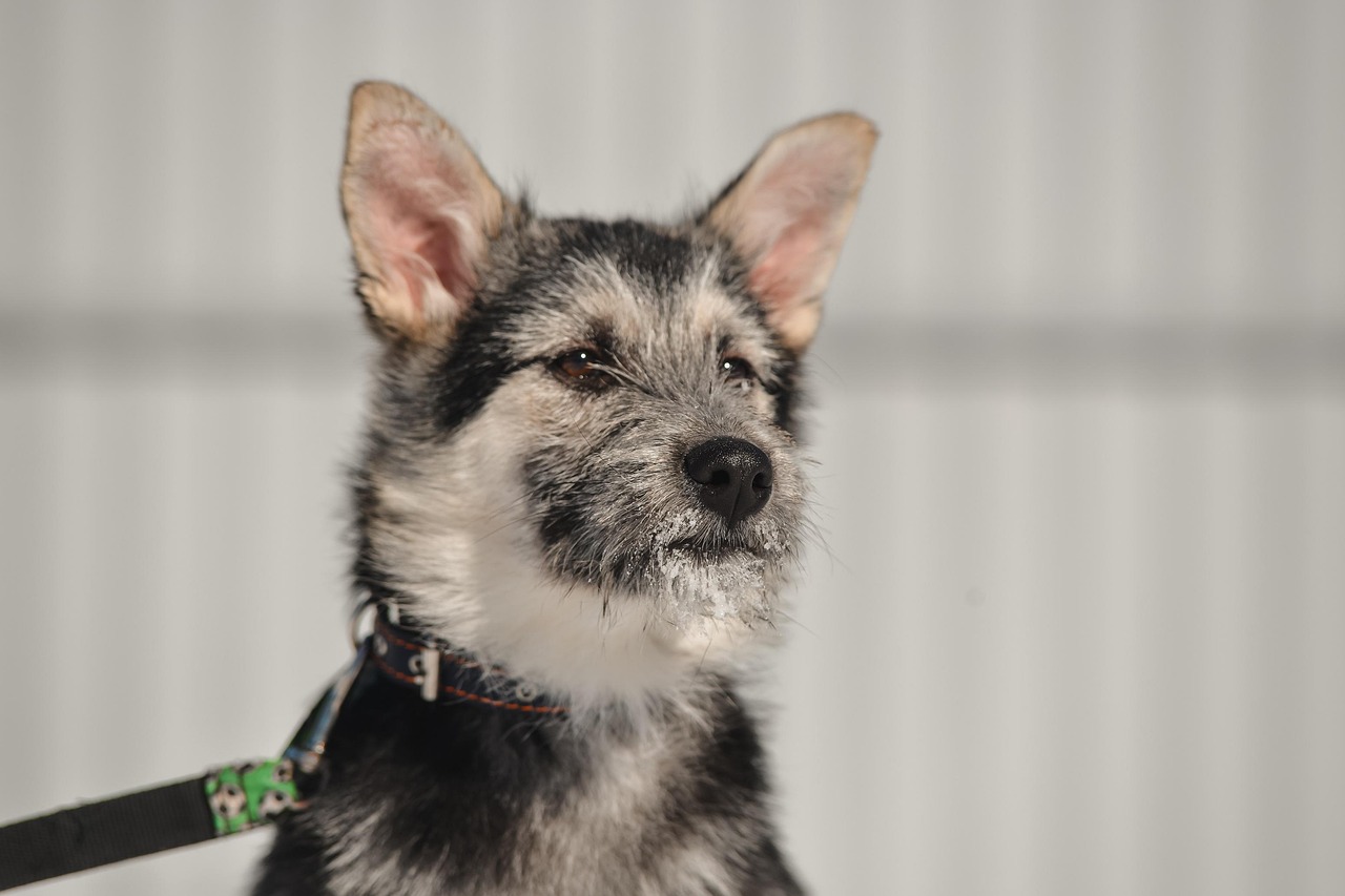 Dog Beautiful Portrait Of A - Free photo on Pixabay - Pixabay