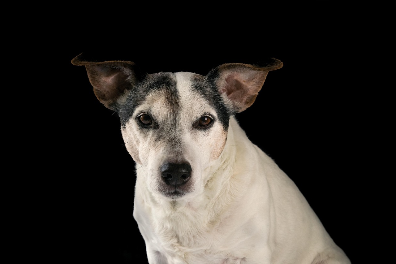 Plus de 50 000 images de Chien Jack Russell et de Animal - Pixabay