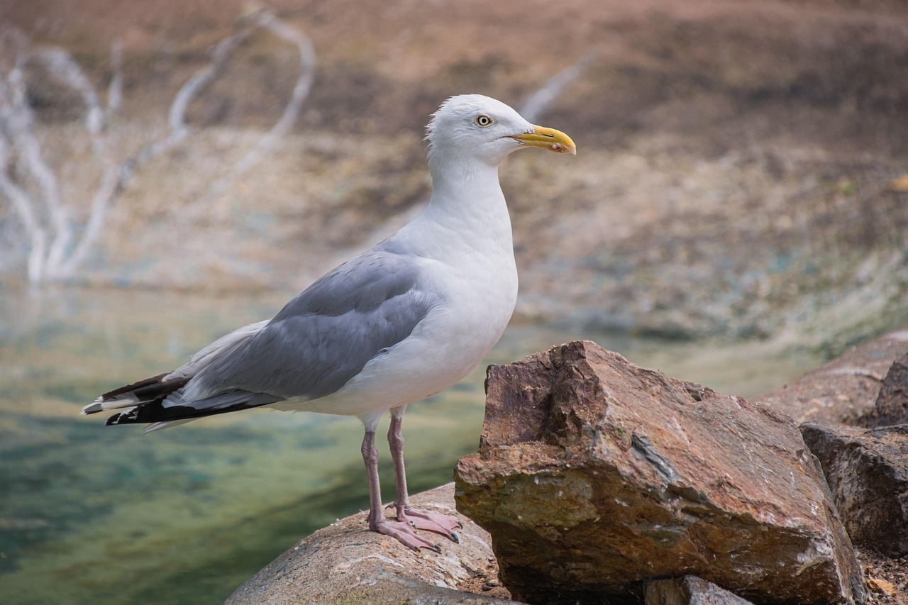 Mouette Oiseau Nature - Photo gratuite sur Pixabay - Pixabay