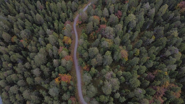 Foto Aérea Bosque Árboles - Foto gratis en Pixabay - Pixabay