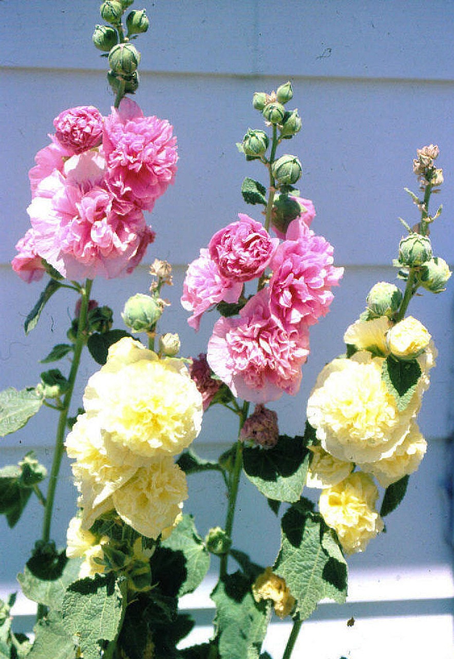 Hollyhock Bunga-Bunga Tanaman - Foto gratis di Pixabay