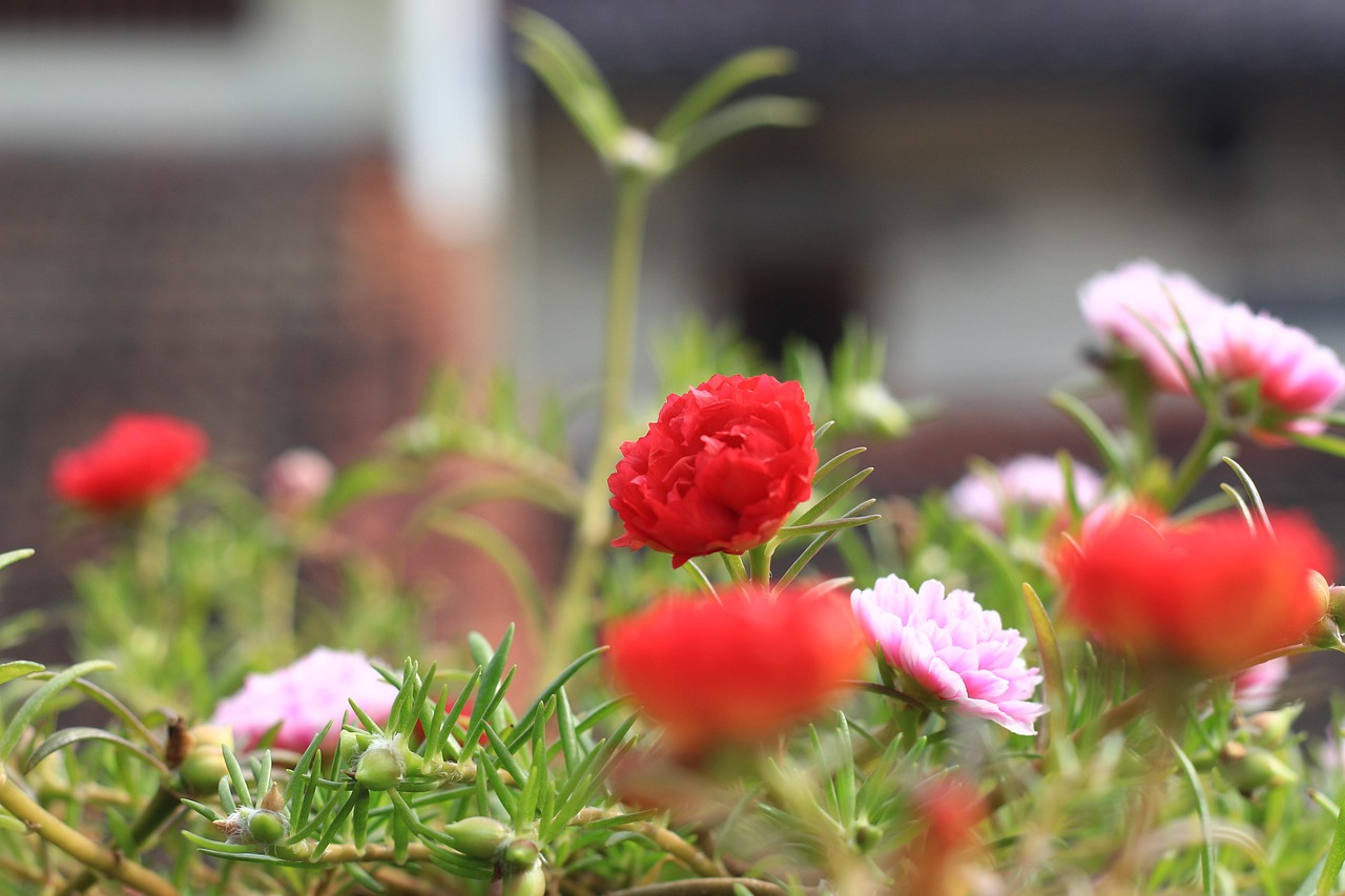 80+ Free Bunga & Flower Images - Pixabay