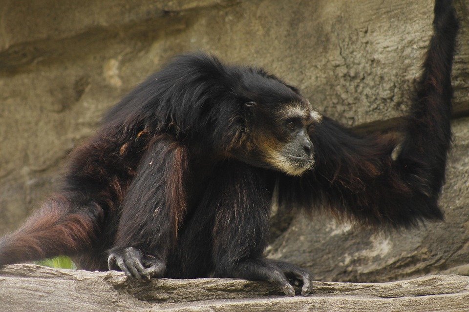Zoo Affen Affe - Kostenloses Foto auf Pixabay - Pixabay
