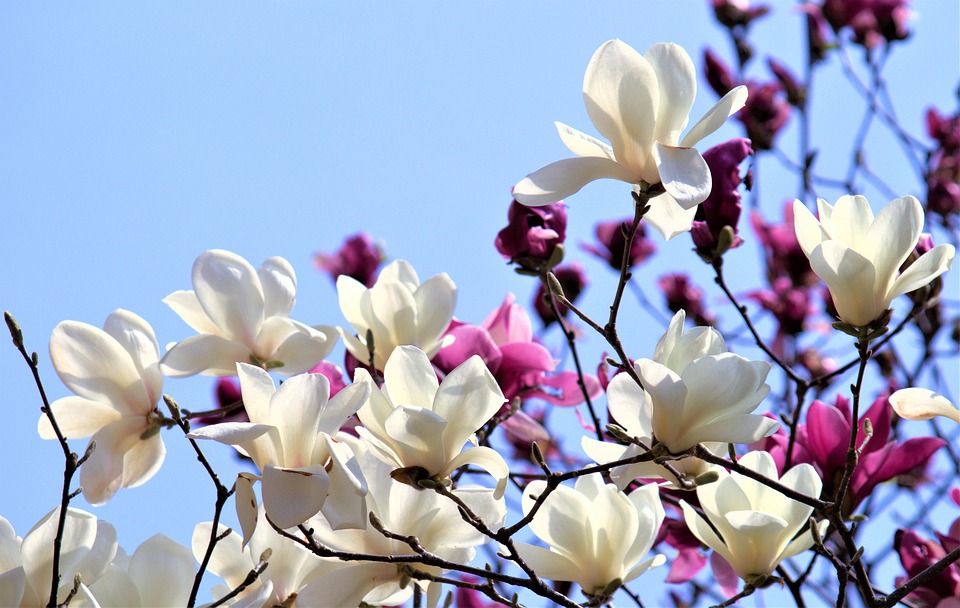 Flower Spring Petal - Free photo on Pixabay - Pixabay