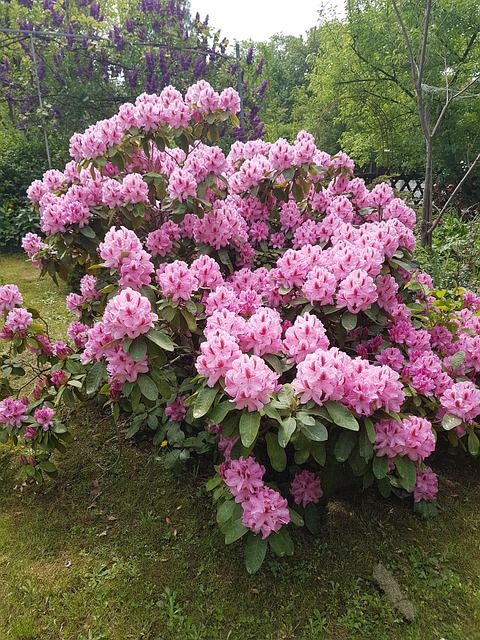 Rhododendron Buisson Arbuste - Photo gratuite sur Pixabay - Pixabay