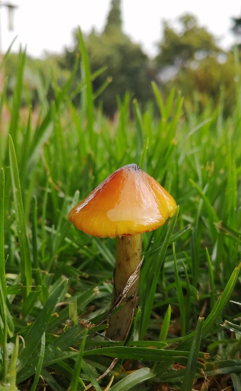 Champignon Orange Nature - Photo gratuite sur Pixabay - Pixabay