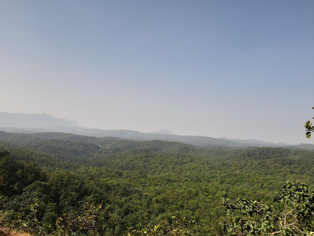 Natureza Selva Floresta - Foto gratuita no Pixabay - Pixabay