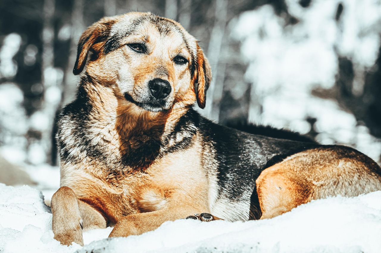 Perros Cachorros Nieve Imágenes De Neve De Cachorro Poodle Libres De