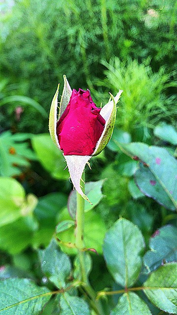 Rose Bourgeon Plantes - Photo gratuite sur Pixabay - Pixabay