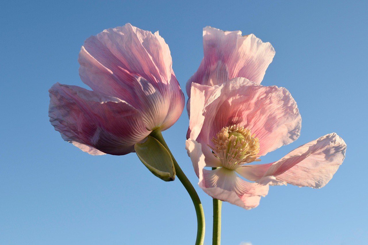Poppy Blossoms Nature - Free photo on Pixabay - Pixabay