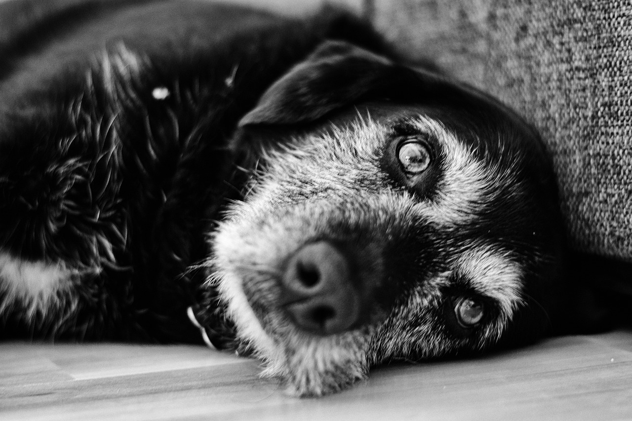 Dog Black Animal Face - Free photo on Pixabay - Pixabay