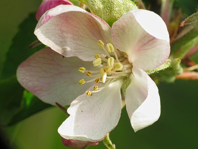 Bunga-Bunga Kelopak Daun-Daun - Foto gratis di Pixabay