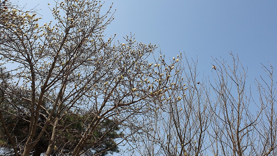 木 Braches 葉っぱ - Pixabayの無料写真 - Pixabay