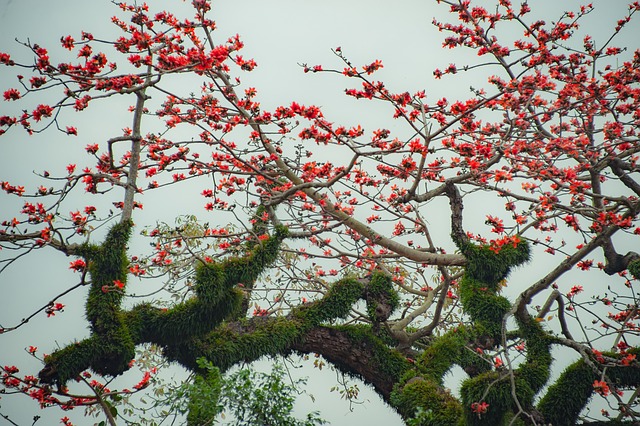 Bunga-Bunga Pohon Kuno - Foto gratis di Pixabay - Pixabay