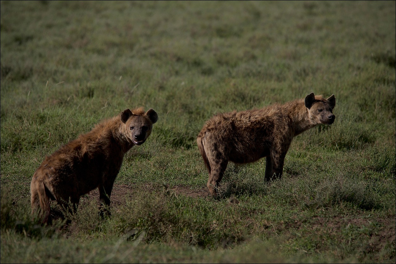 Hyenas Animals Safari - Free photo on Pixabay - Pixabay