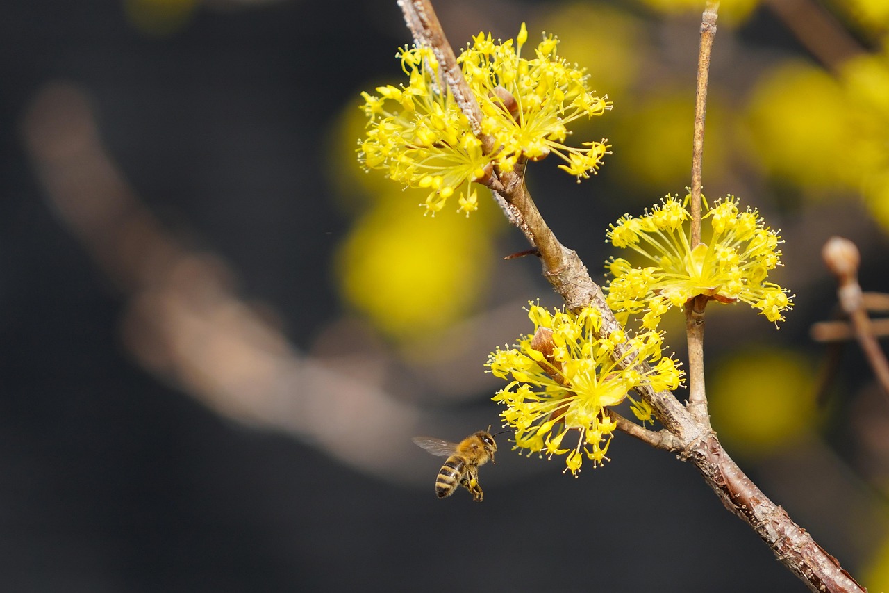 Corn Milk Spring Flowers Bee - Free photo on Pixabay - Pixabay