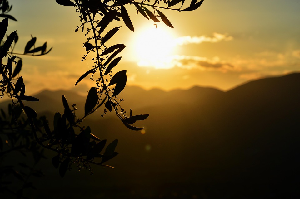 Sunset Olives Olive Tree - Free photo on Pixabay