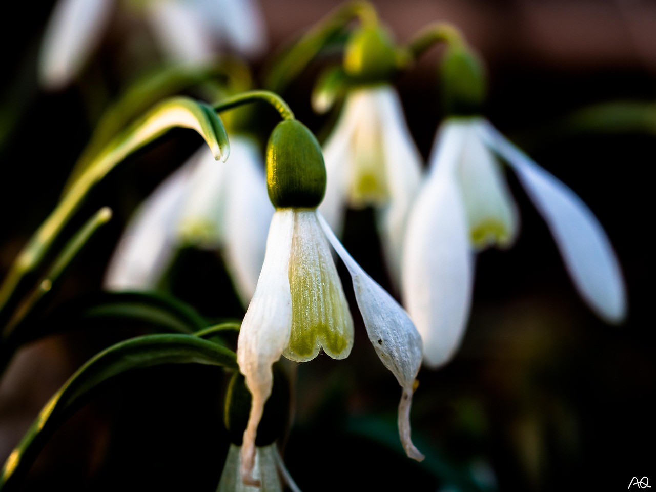 Snowdrop Spring White Signs Of - Free photo on Pixabay - Pixabay