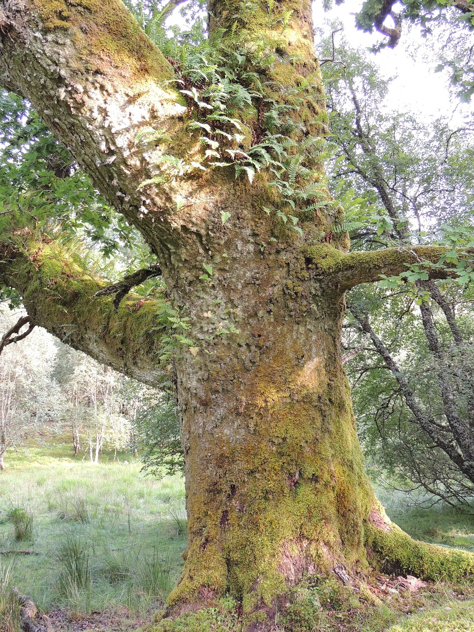 Old Tree Green Moss - Free photo on Pixabay - Pixabay
