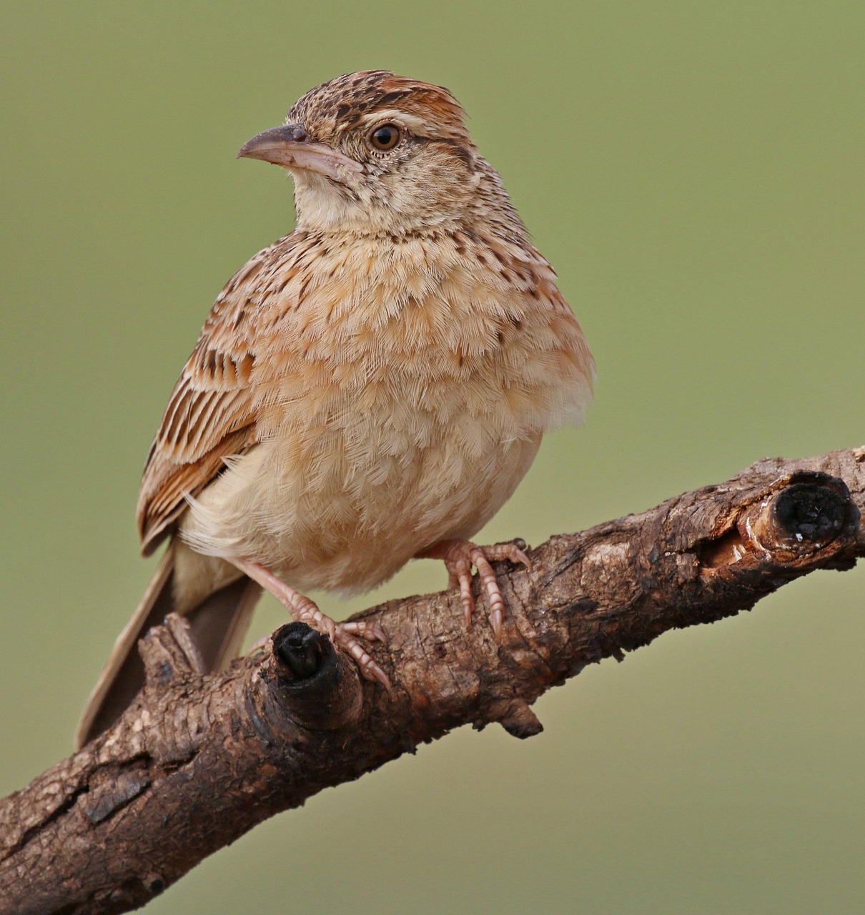 Pájaro Cuenta Plumas - Foto gratis en Pixabay - Pixabay