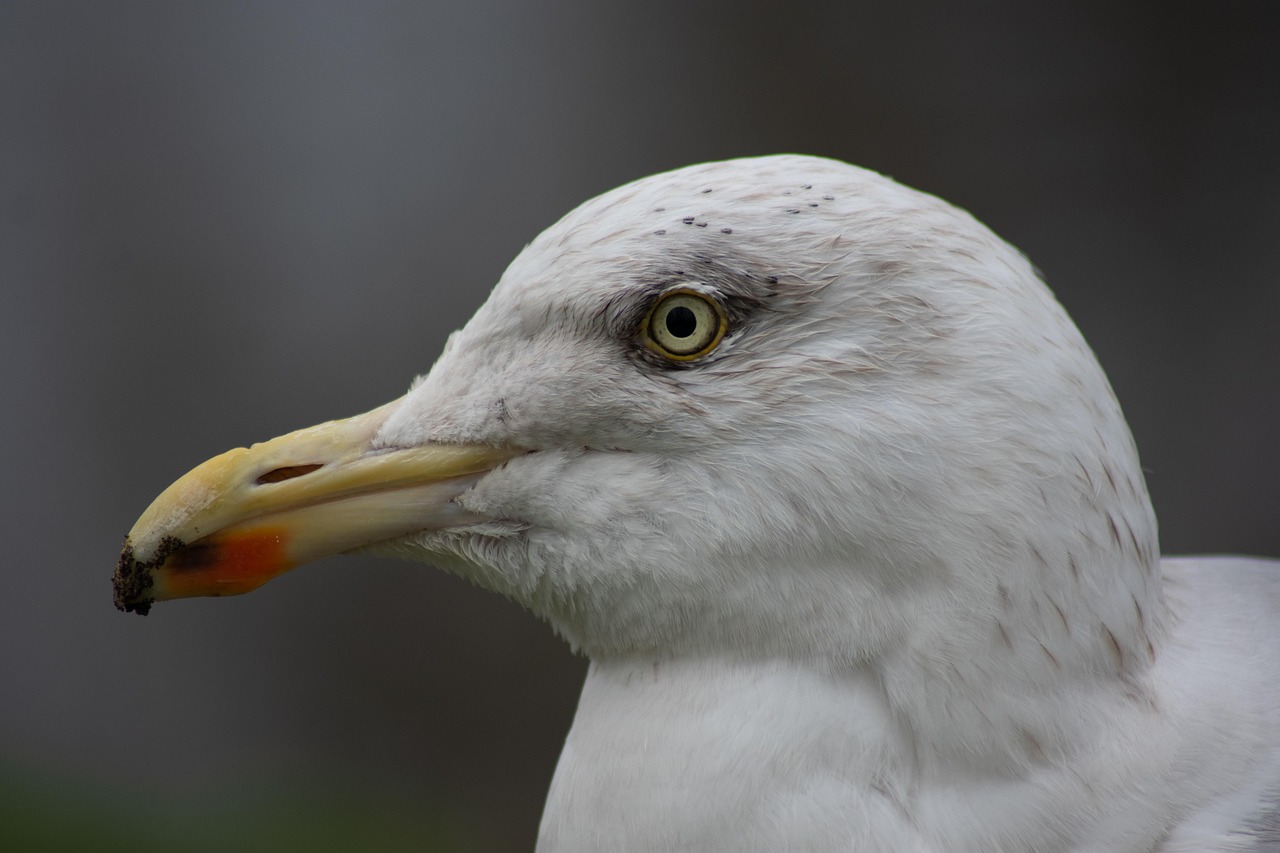 Mouette Portrait Oiseau - Photo gratuite sur Pixabay - Pixabay