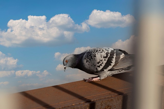 Enkele Duif Uitziende - Gratis foto op Pixabay - Pixabay