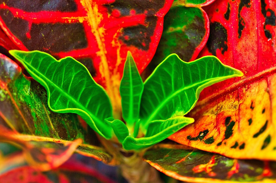 Croton Leaves Plant - Free photo on Pixabay