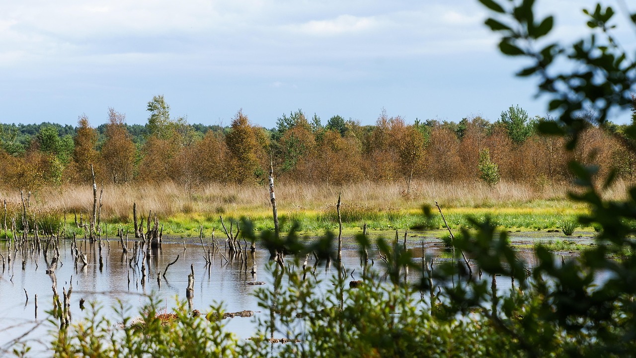 Moor Pond Swamp - Free photo on Pixabay - Pixabay