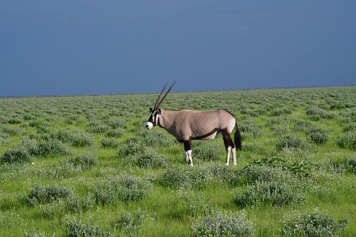 100+ Free Oryx & Antelope Images - Pixabay