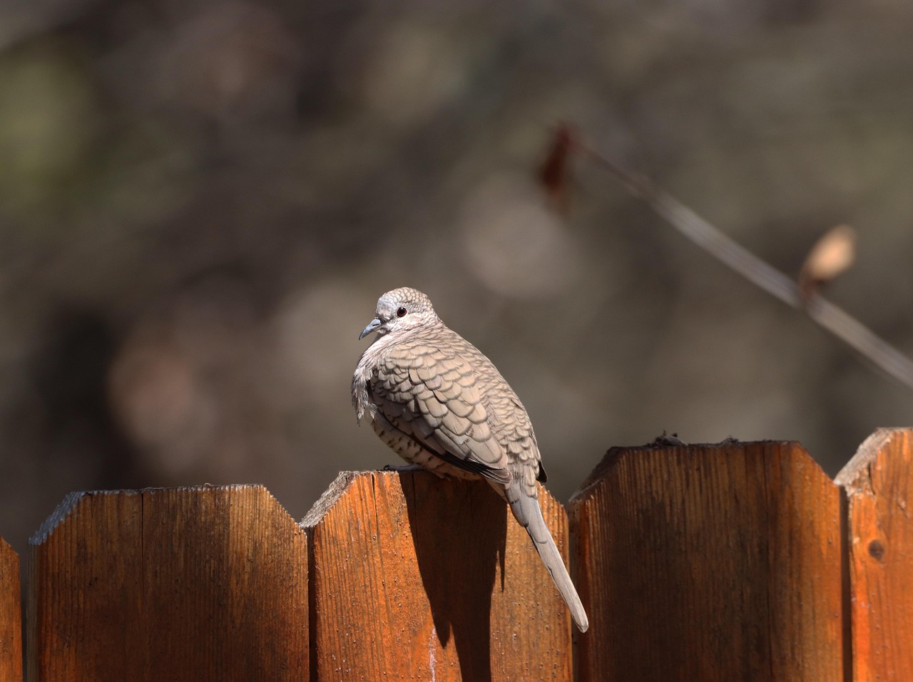 Oiseau Colombe Terrestre - Photo gratuite sur Pixabay - Pixabay