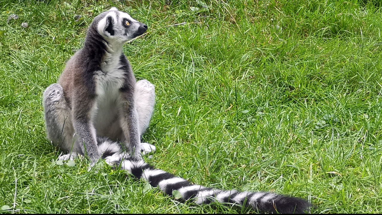 Lemur Old World Monkey Primate - Free photo on Pixabay - Pixabay